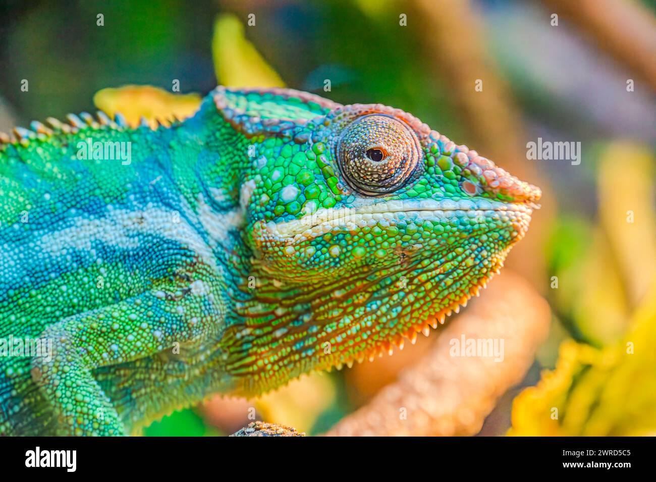 Mottled lizard hi-res stock photography and images - Alamy