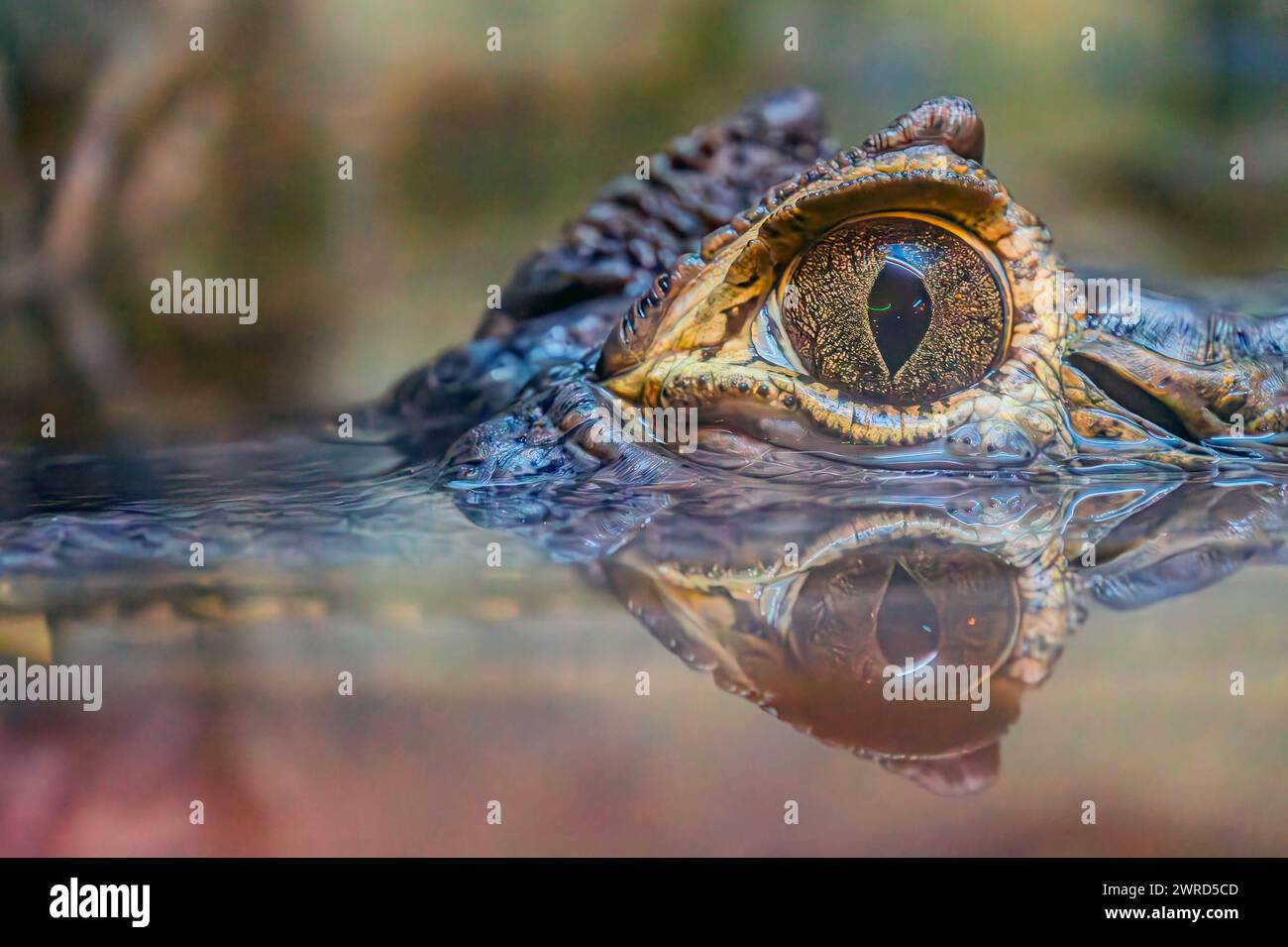 Crocodile eye up closeup. Macro scene of crocodile eye. Crocodile eye ...