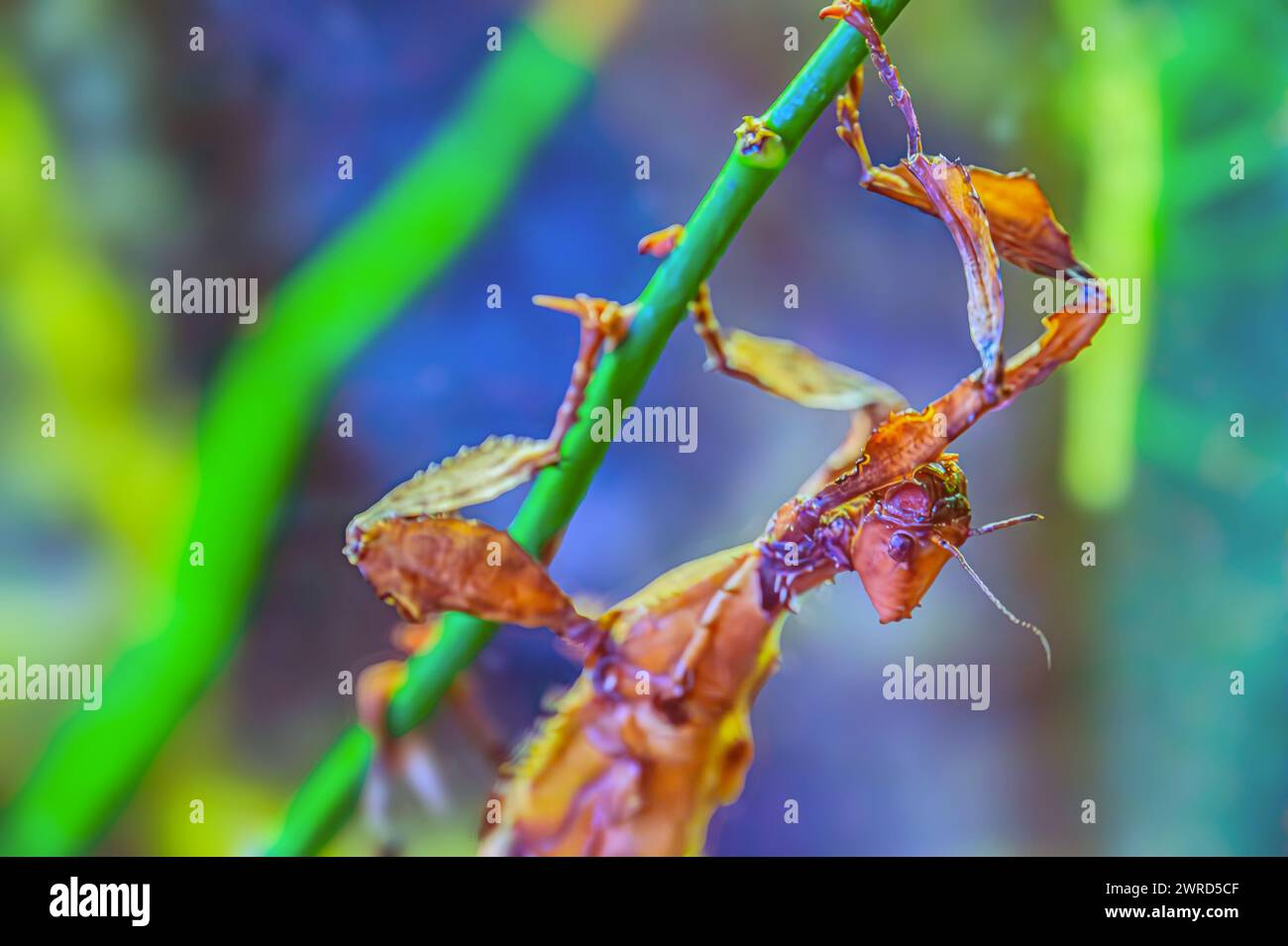 This macro image features a the front view portrait of a male Carolina ...