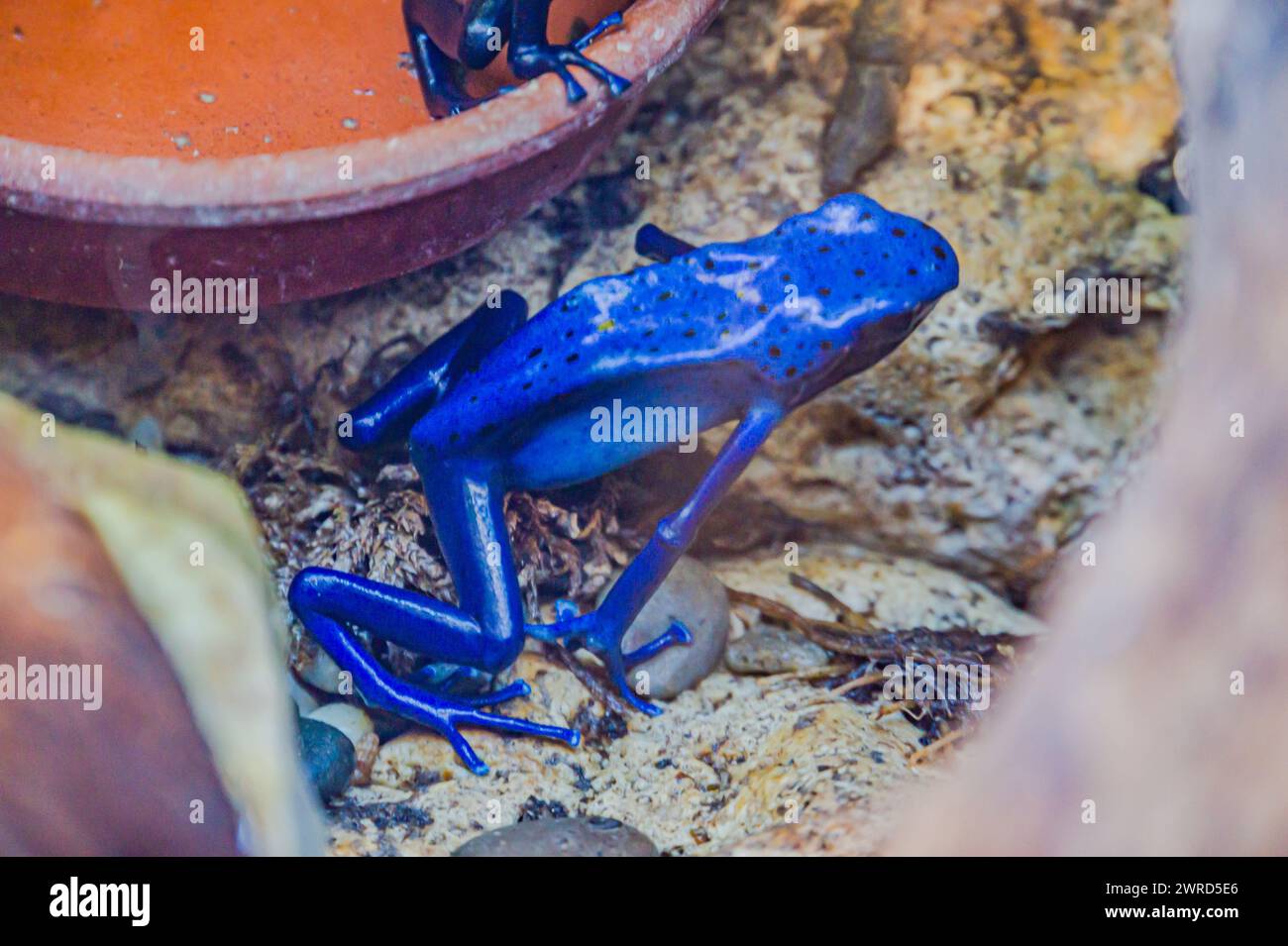 roup of brightly colored blue poison dart frogs gathered around small ...