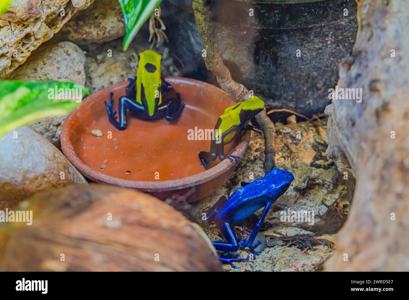 roup of brightly colored blue poison dart frogs gathered around small ...