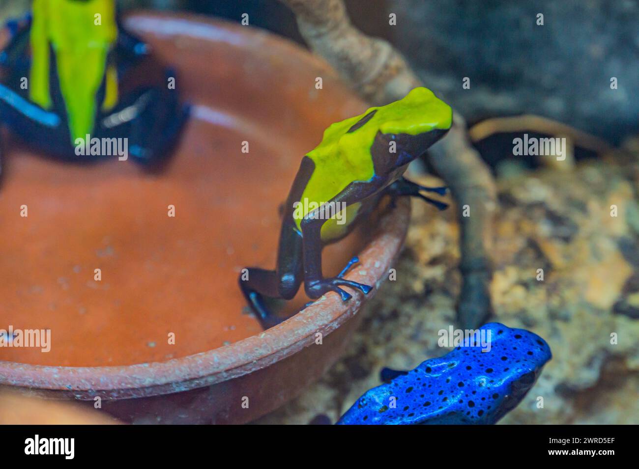 roup of brightly colored blue poison dart frogs gathered around small ...