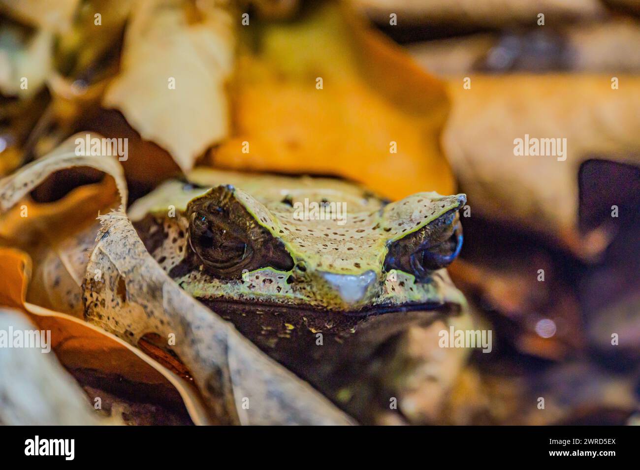 Anaxyrus cognatus, the Great Plains Toad. Green and brown with bumpy ...