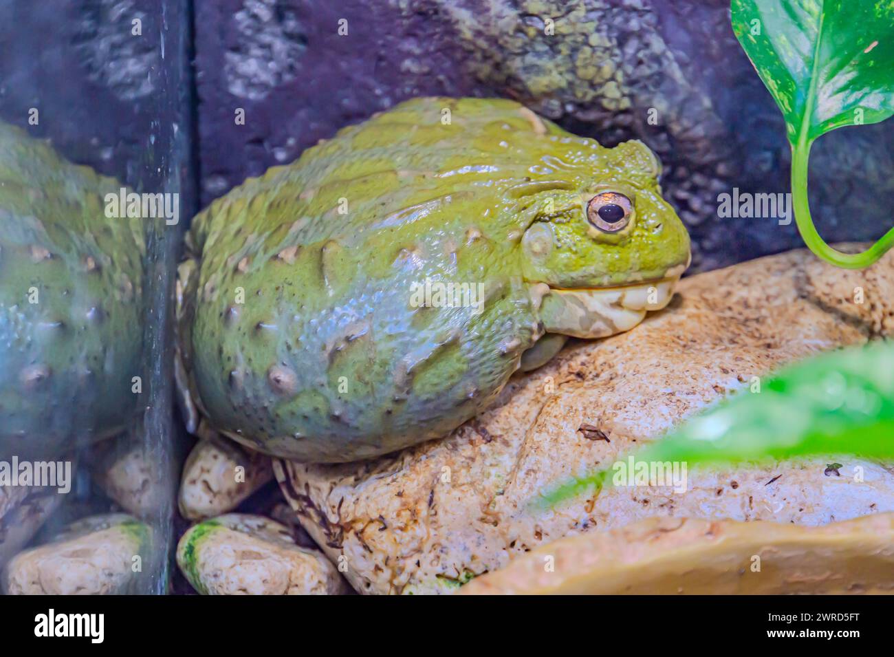 Green Water frog sitting on a lily pad. Closeup of a Green frog in the ...
