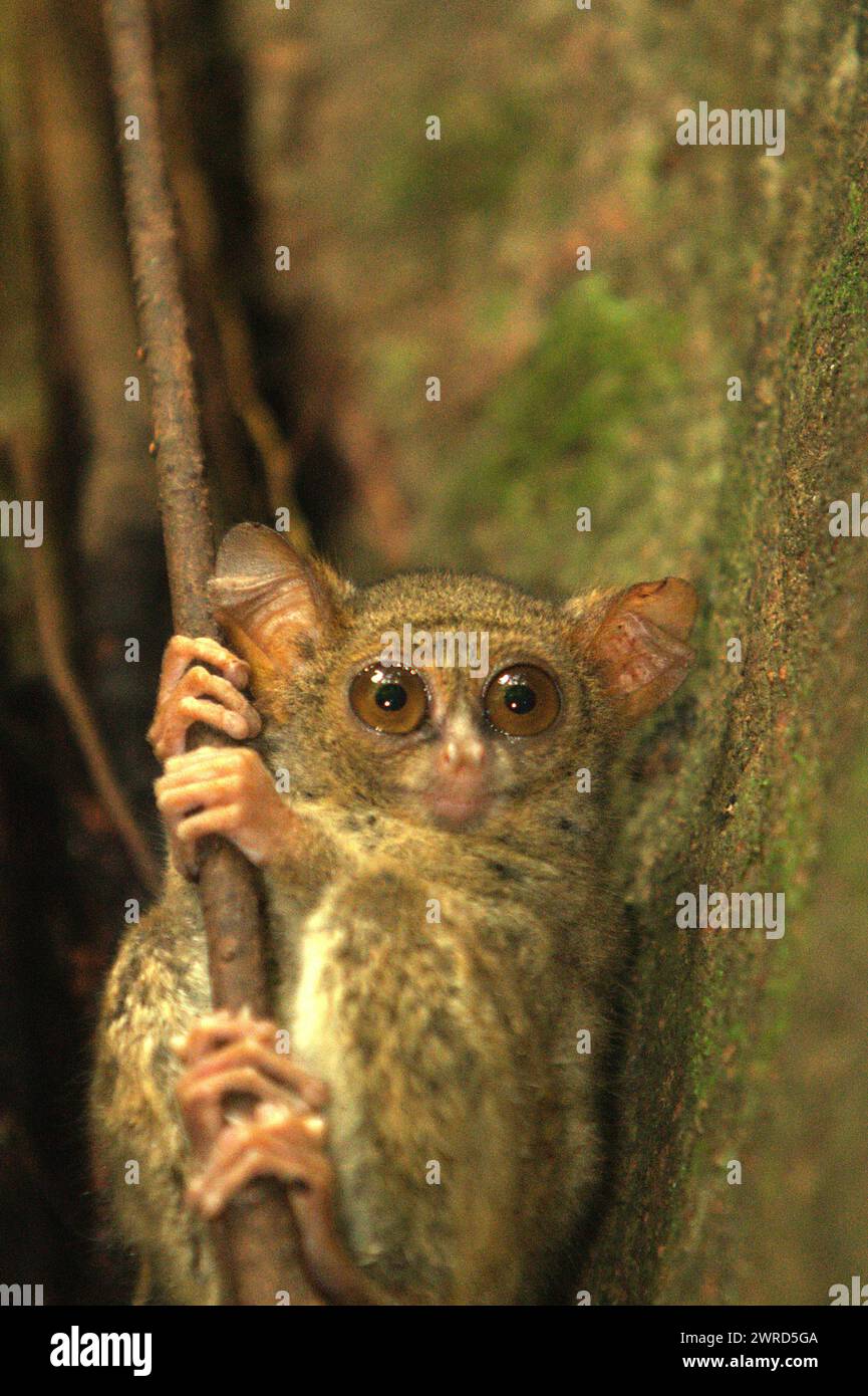 Tarsier profile hi-res stock photography and images - Alamy