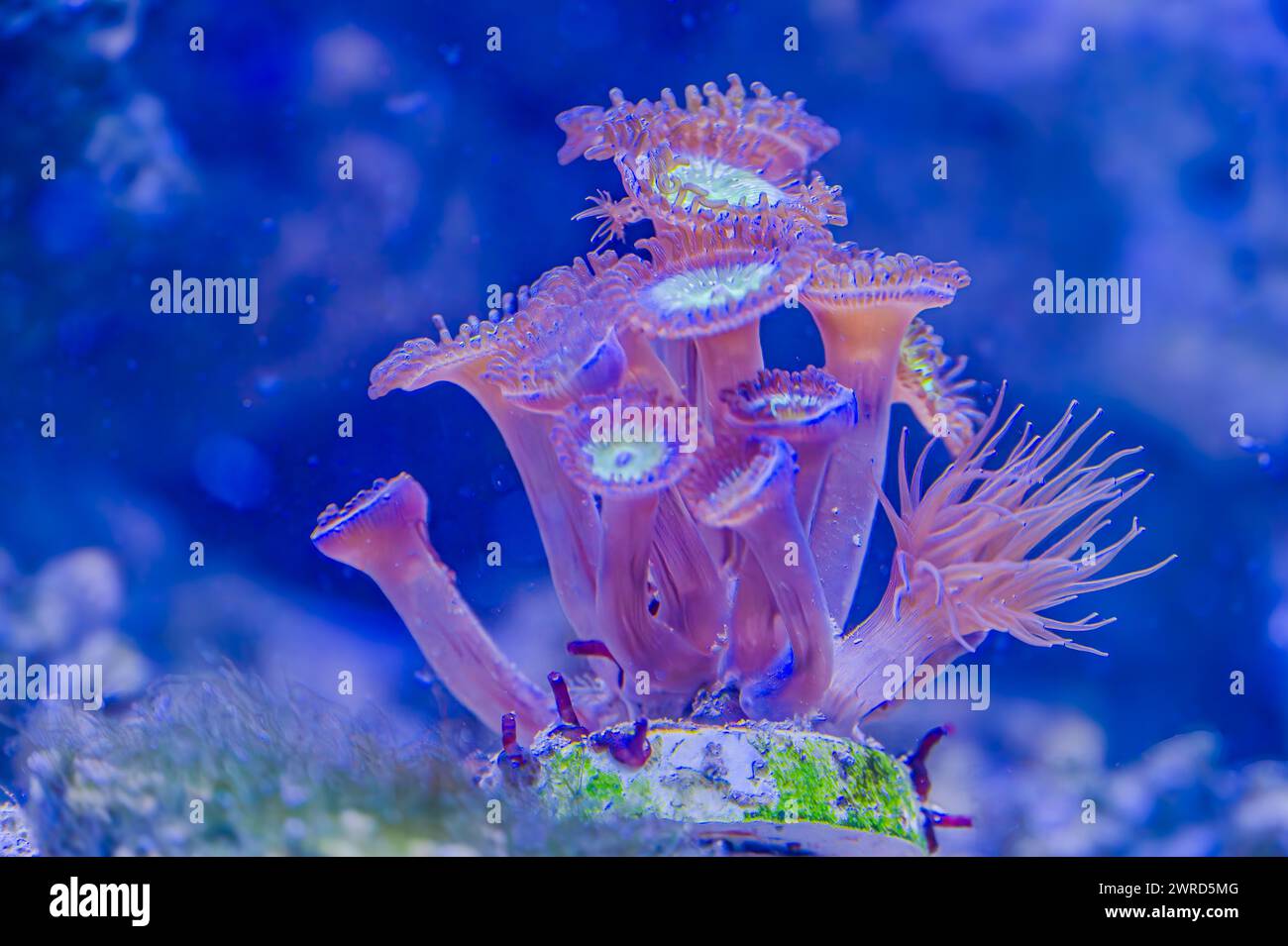 Temperate seas hi-res stock photography and images - Alamy