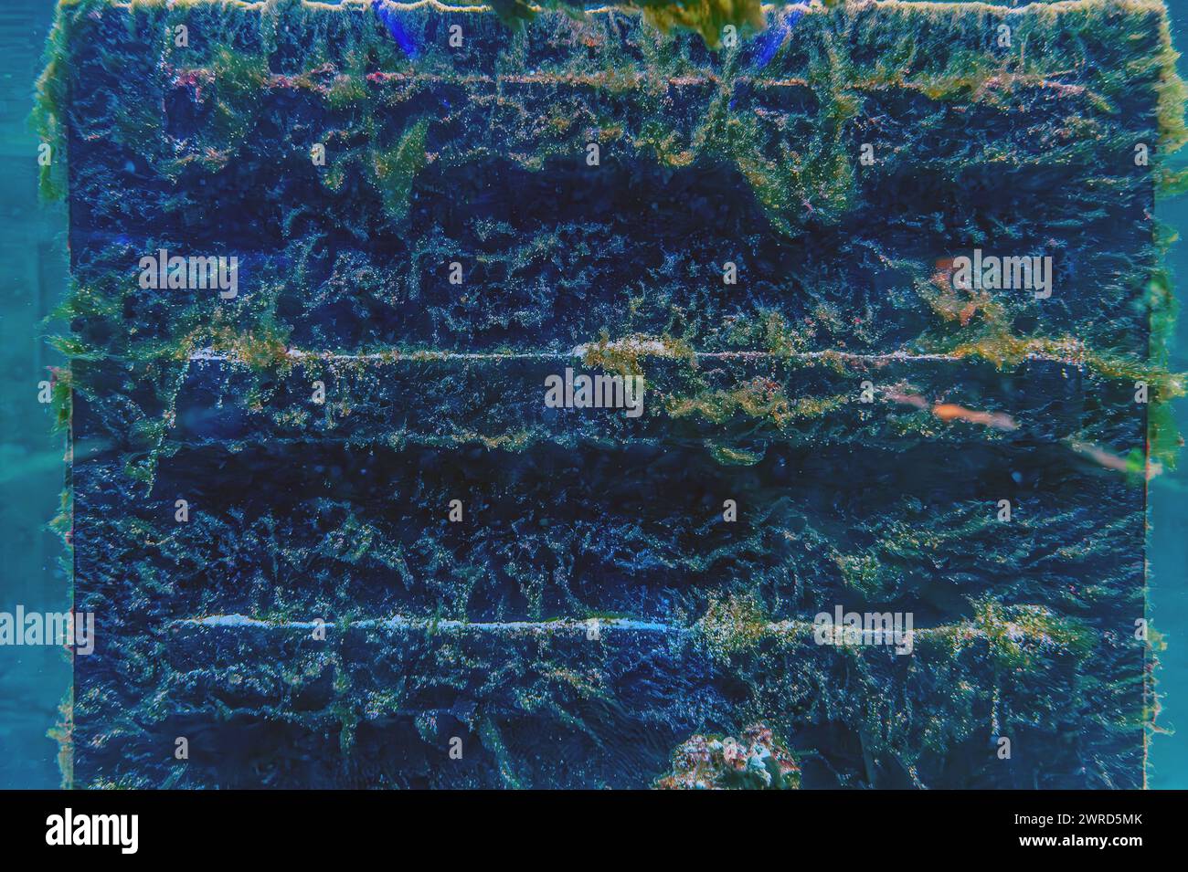 pipe covered in green algae floating in a body of water. The algae ...