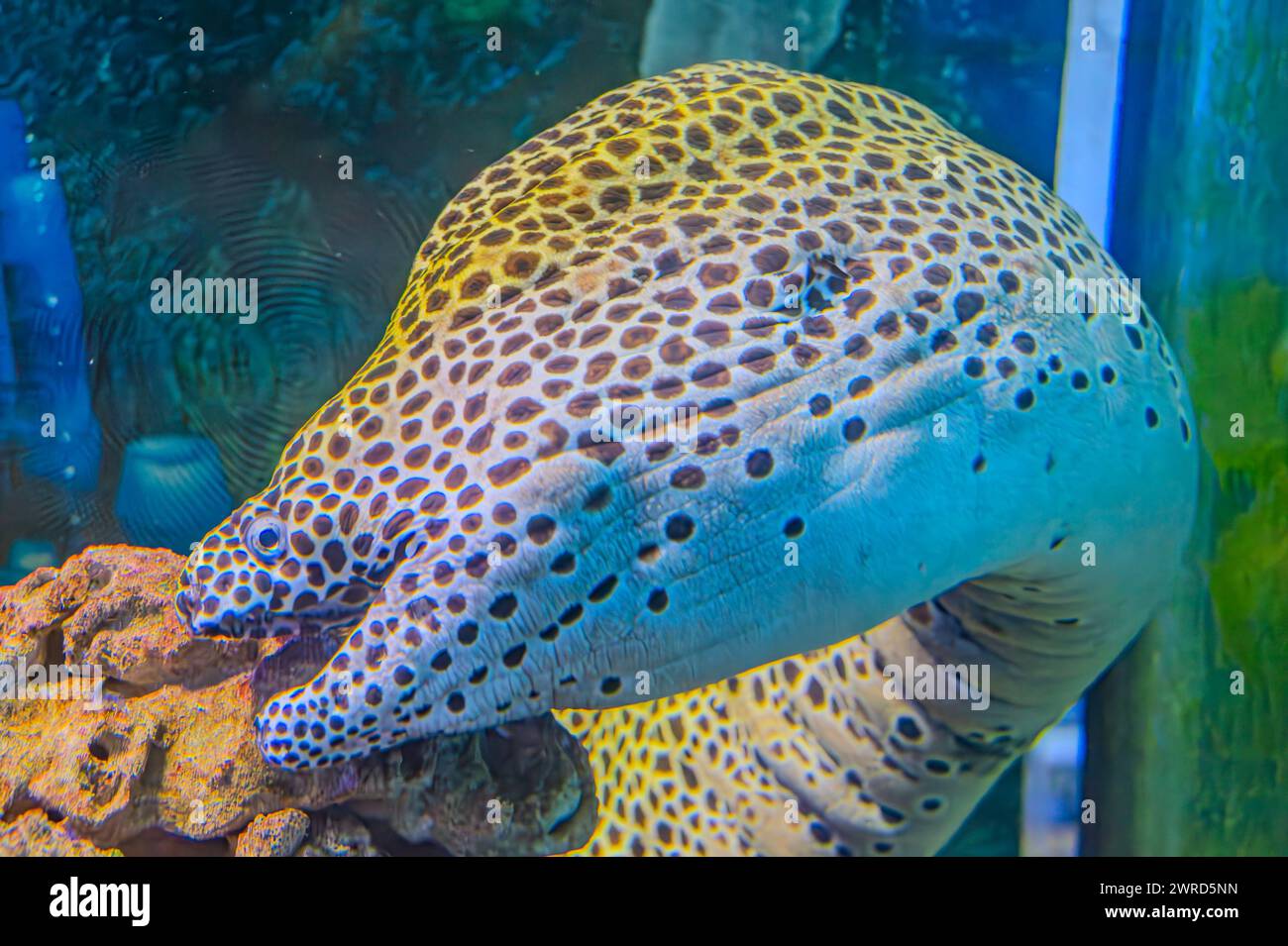Snorkeling on coral thailand hi-res stock photography and images - Alamy