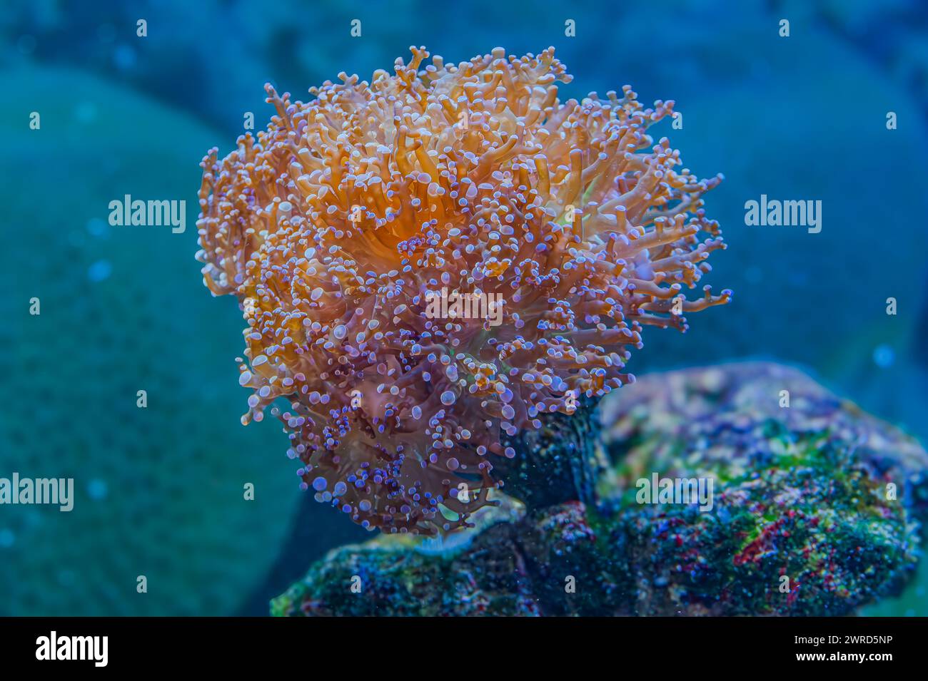 Temperate seas hi-res stock photography and images - Alamy