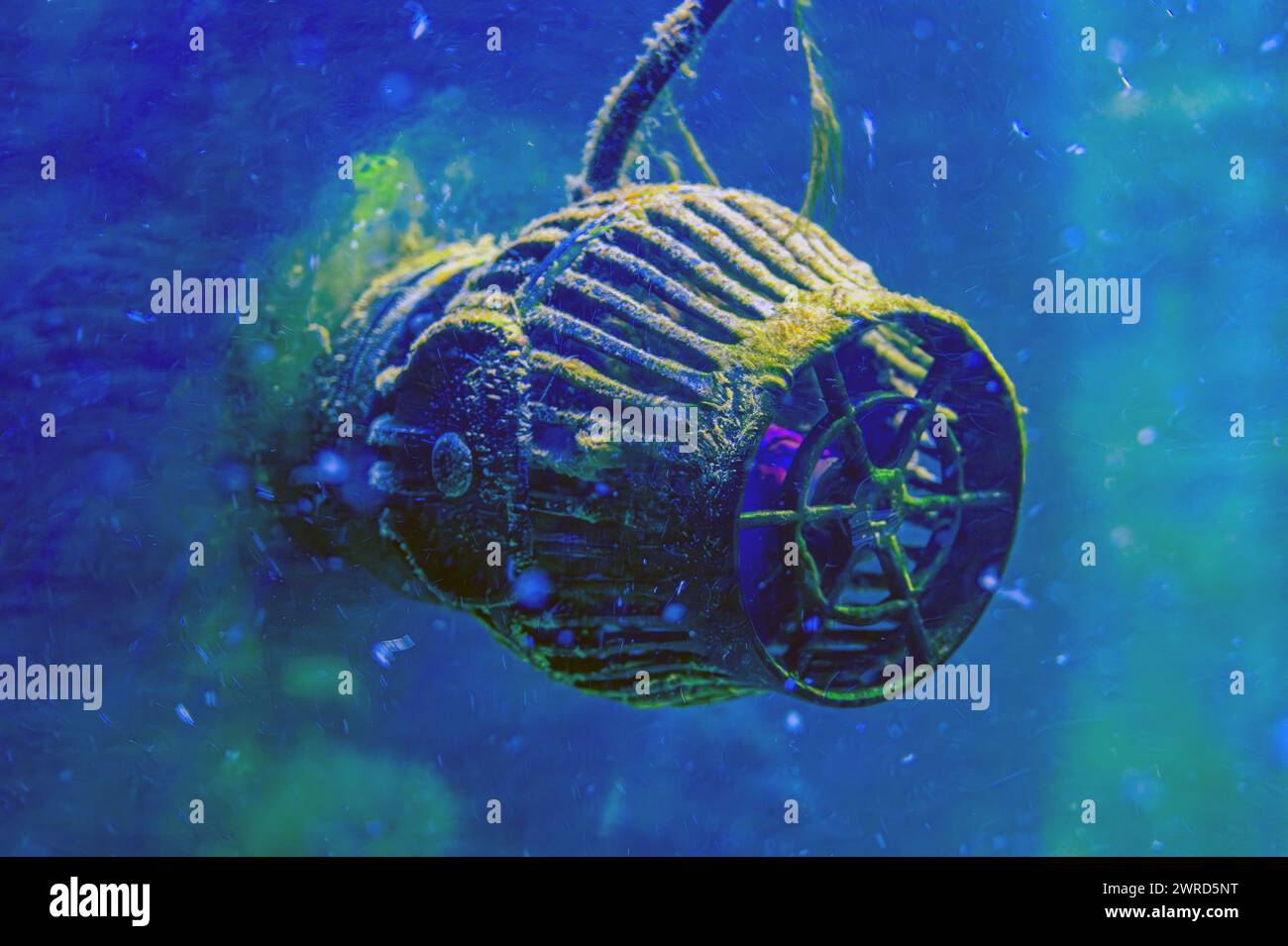 pipe covered in green algae floating in a body of water. The algae ...