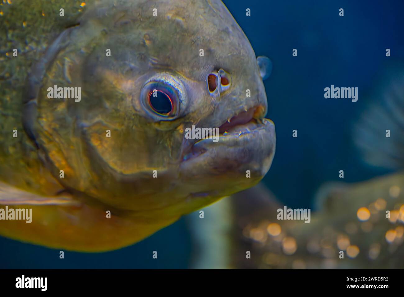 Piranha, Pygocentrus nattereri swimming in aquarium pool with green ...