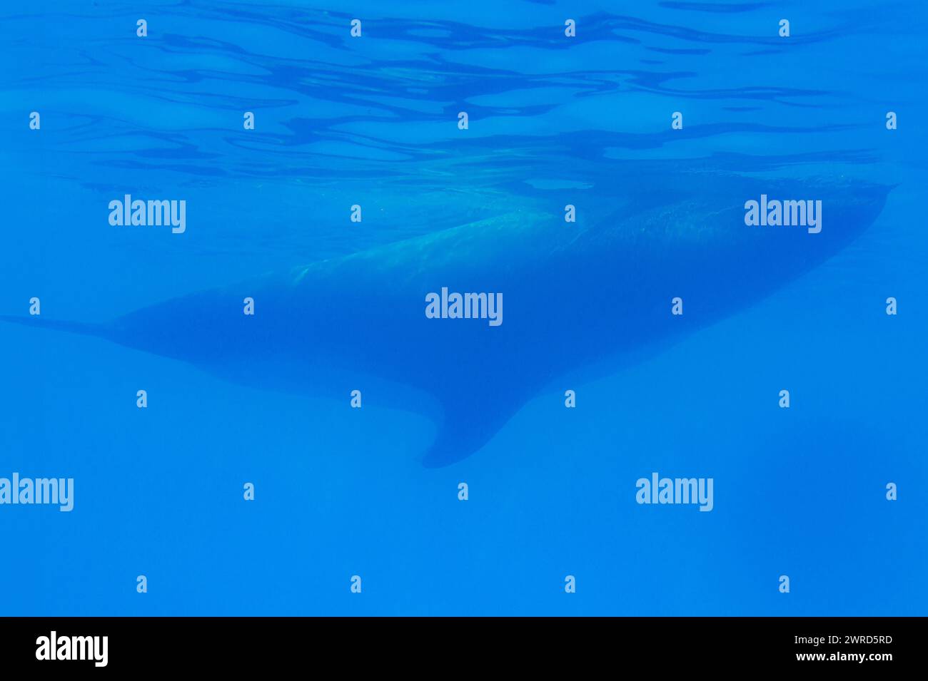 close-up of a dolphin swimming in clear blue water. The dolphin is ...