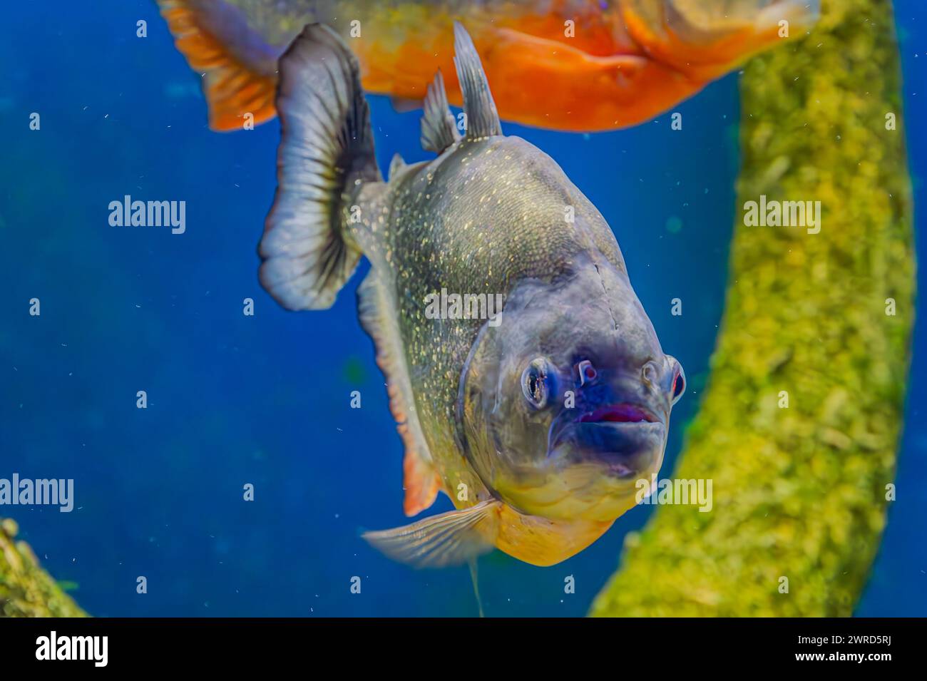 Piranha, Pygocentrus nattereri swimming in aquarium pool with green ...