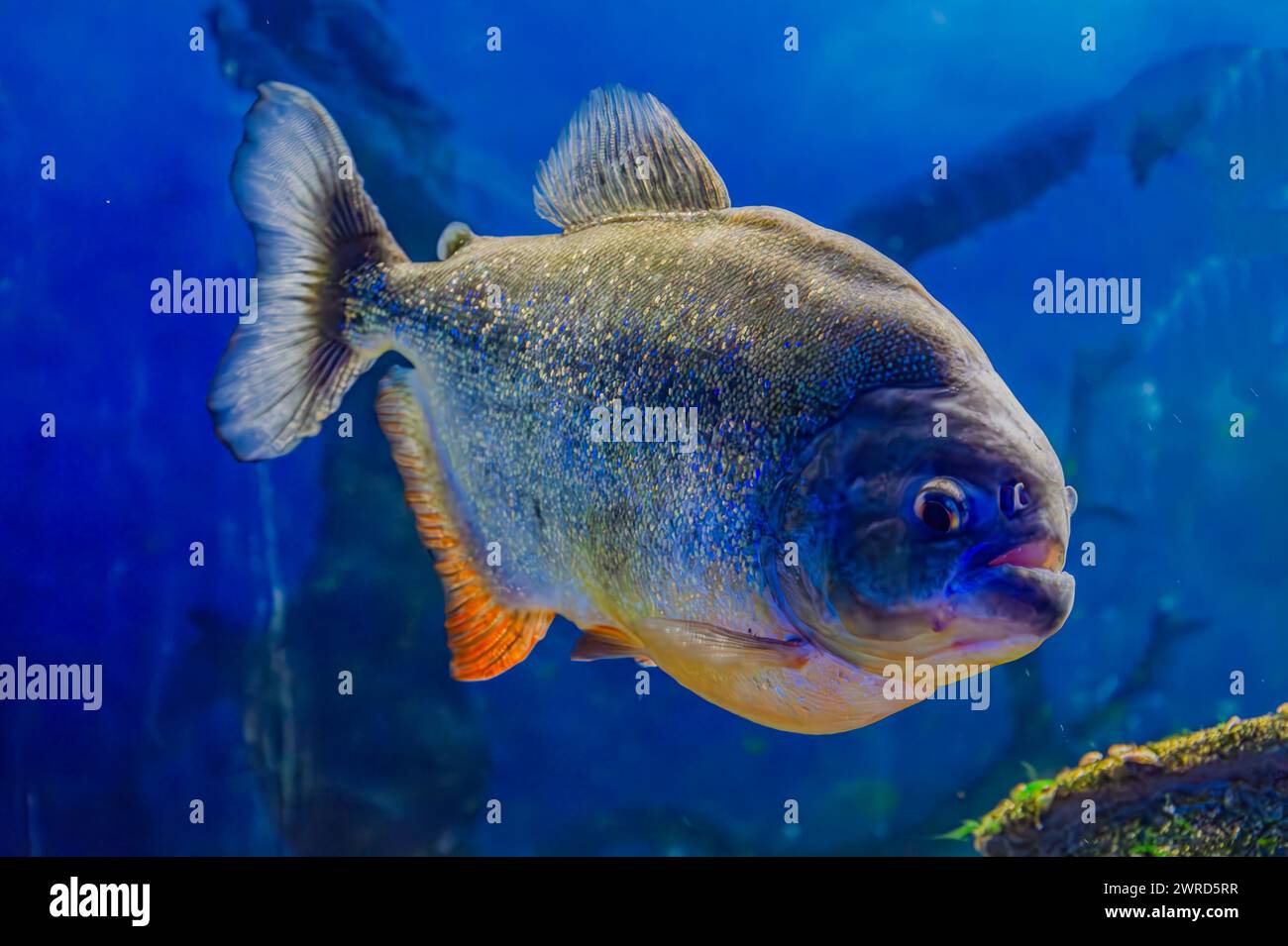 Piranha, Pygocentrus nattereri swimming in aquarium pool with green ...