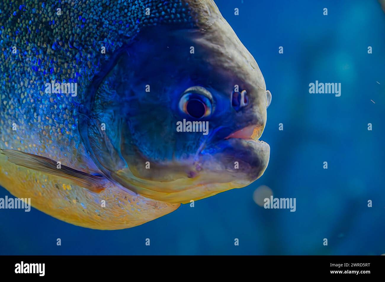 Piranha, Pygocentrus nattereri swimming in aquarium pool with green ...