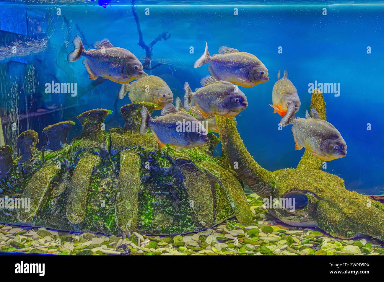 Piranha, Pygocentrus nattereri swimming in aquarium pool with green ...