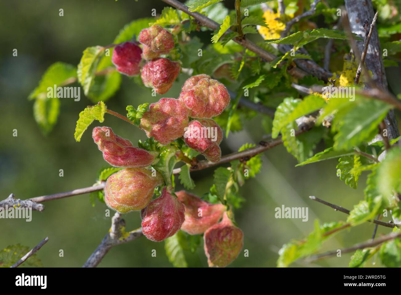 Ulmenbeutelgallenlaus, Ulmenbeutel-Gallenlaus, Ulmen-Beutelgallenlaus ...