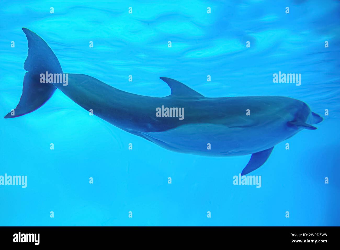 close-up of a dolphin swimming in clear blue water. The dolphin is ...