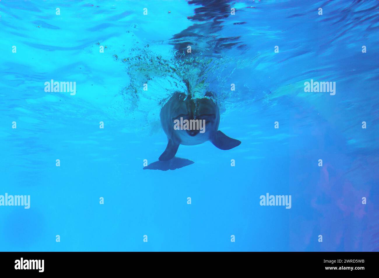 Pod bottlenose dolphins in tropical hi-res stock photography and images ...