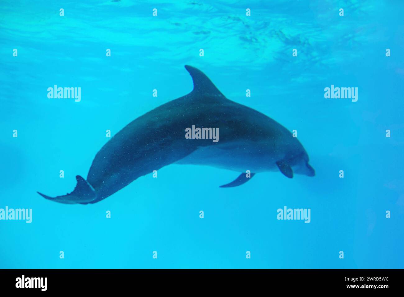 close-up of a dolphin swimming in clear blue water. The dolphin is ...