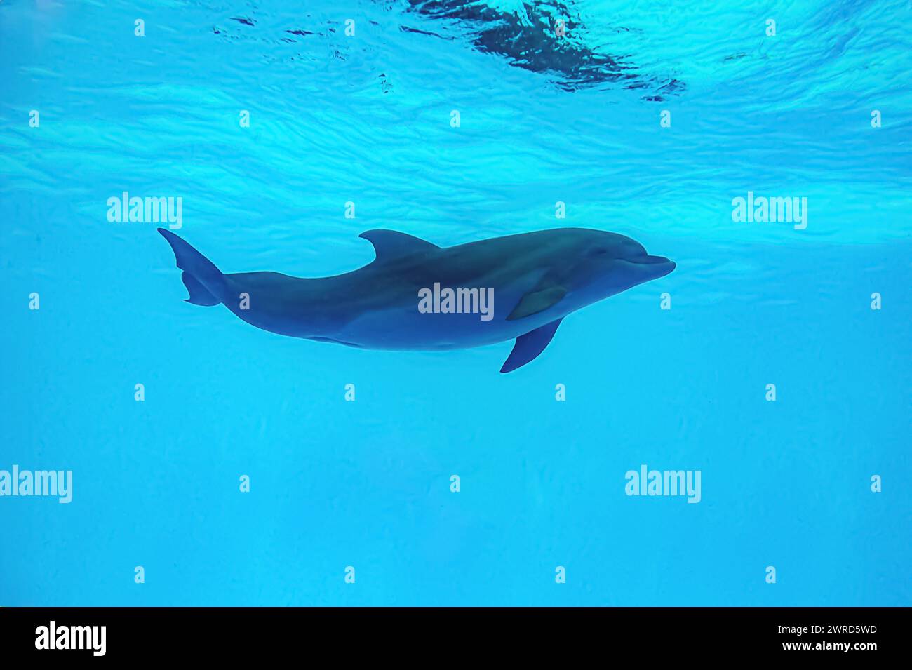close-up of a dolphin swimming in clear blue water. The dolphin is ...