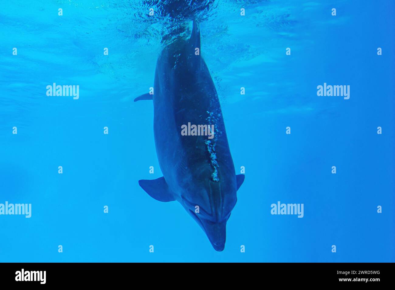 Pod bottlenose dolphins in tropical hi-res stock photography and images ...