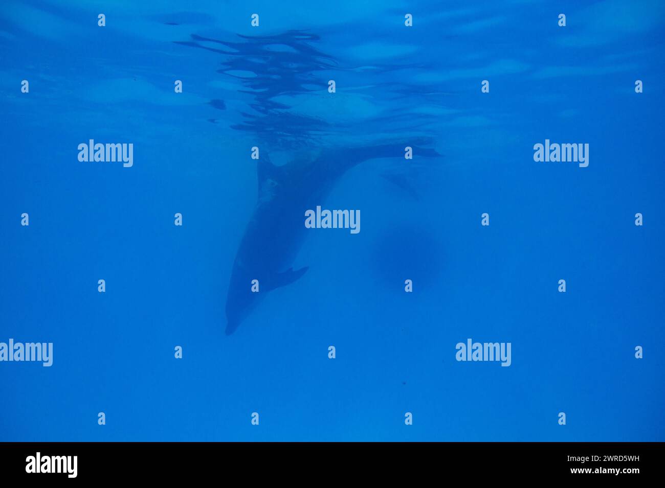 close-up of a dolphin swimming in clear blue water. The dolphin is ...