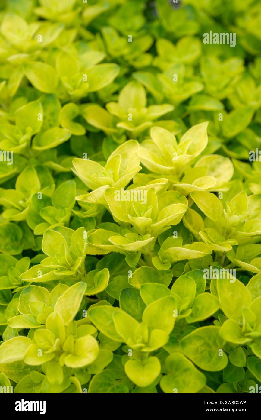 Origanum vulgare Aureum, golden marjory, Origanum Golden, bright golden ...