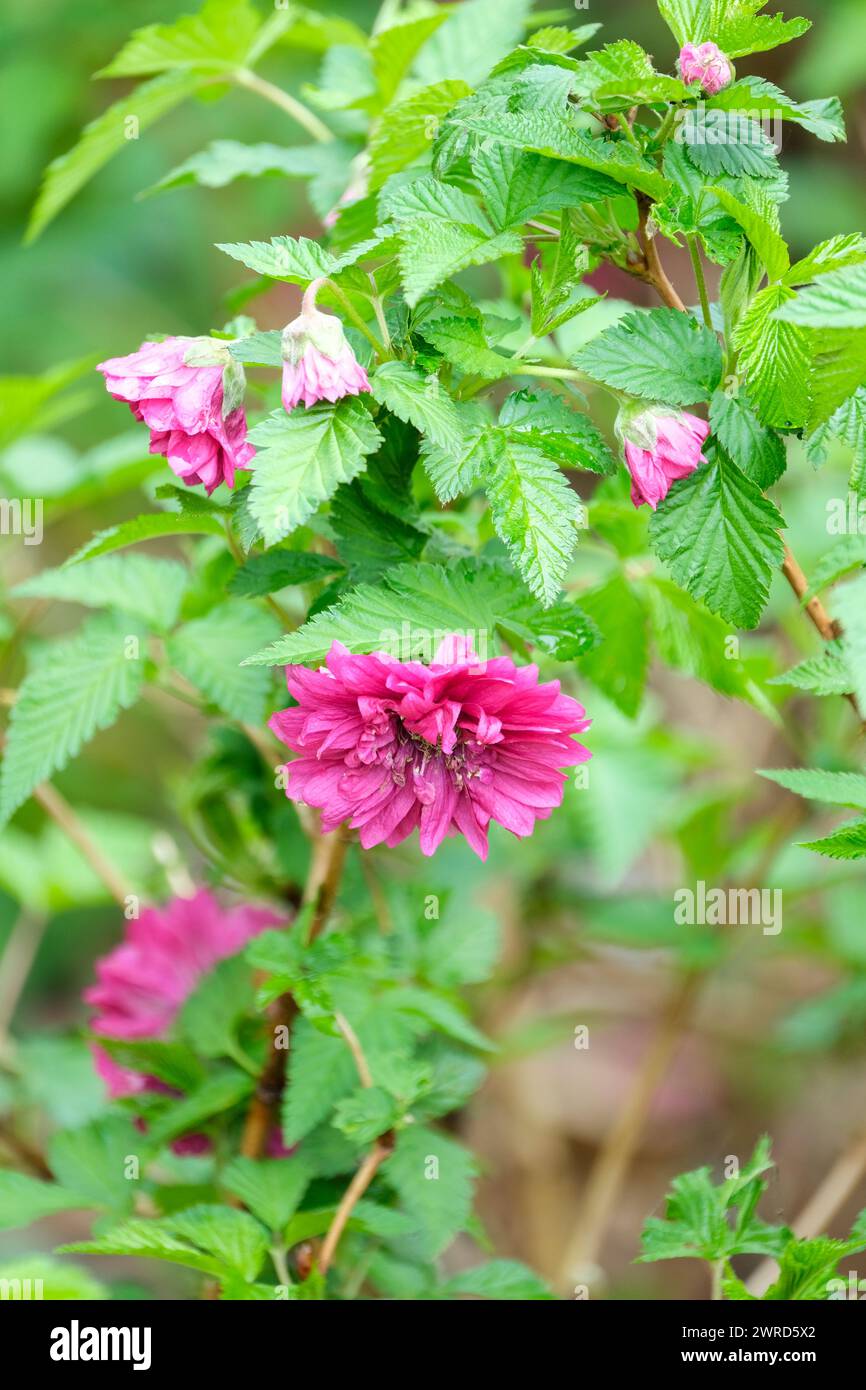 Rubus flore pleno hi-res stock photography and images - Alamy