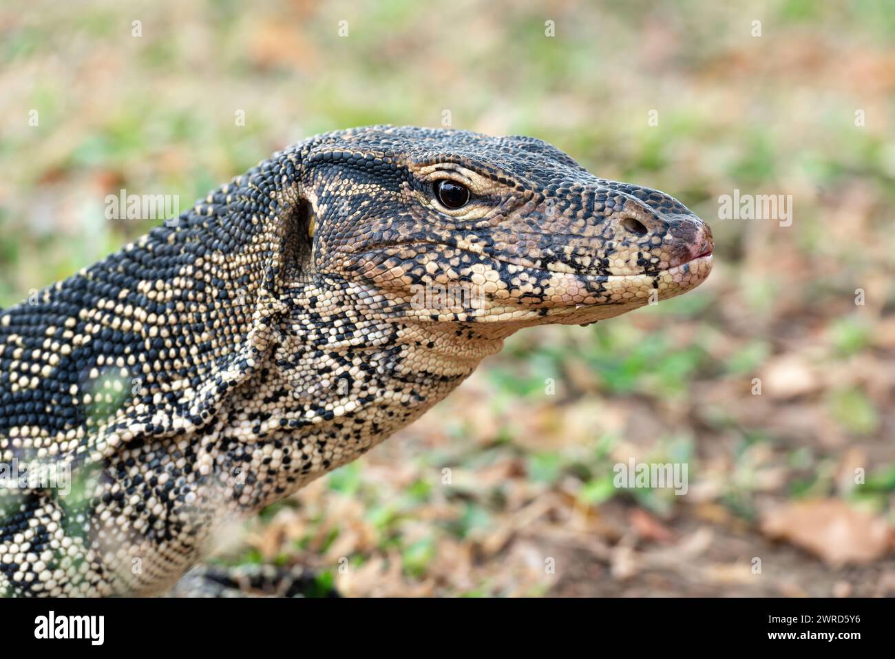Komodo Monitor lizard dragon head closeup in Lumphini Park, Bangkok ...
