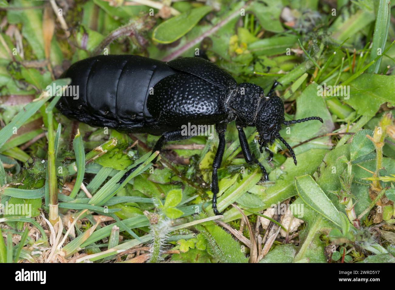 Ölkäfer, Meloe tuccius, Coelomeloe tuccius, oil beetle, black oil ...