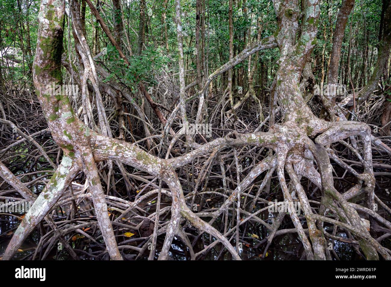 Buttress roots Mangrove plants salt-tolerant trees adapted to live in ...