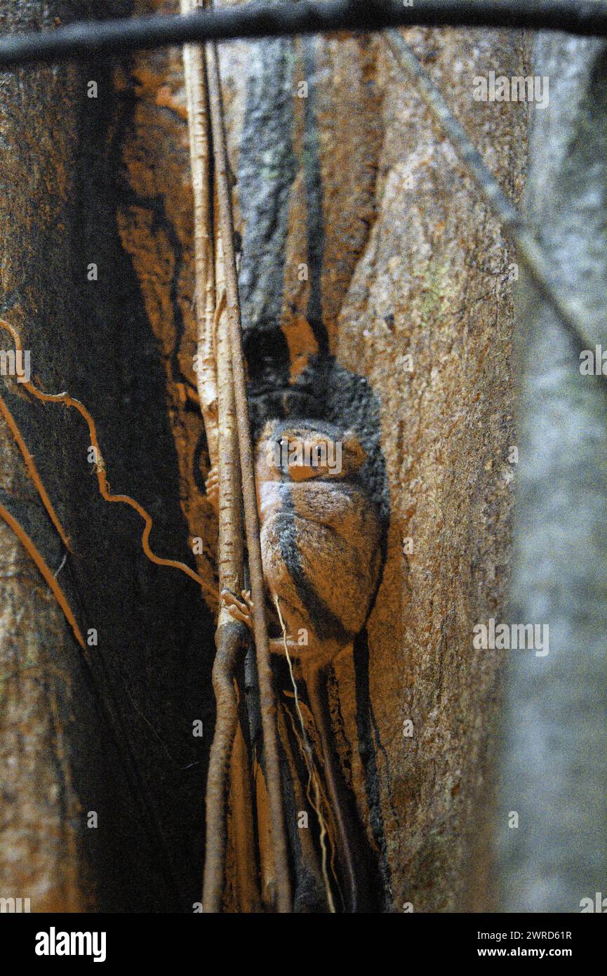 Tarsier profile hi-res stock photography and images - Alamy