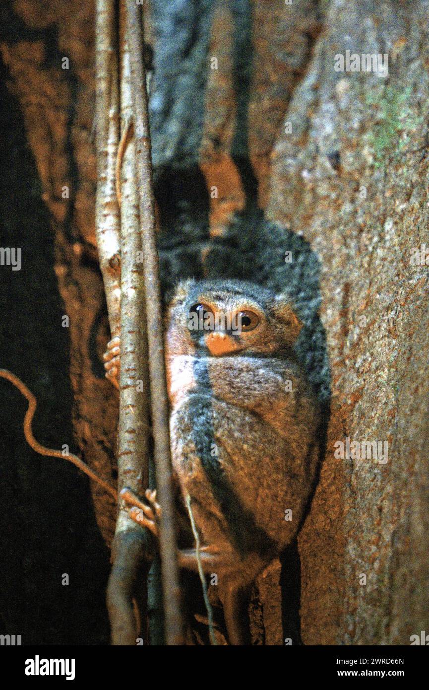 Tarsier profile hi-res stock photography and images - Alamy