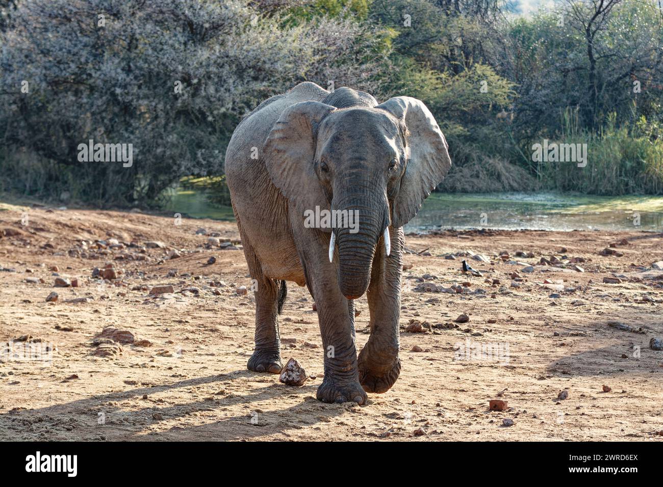 Elephants at play - lone elephant walking towards viewer Stock Photo ...