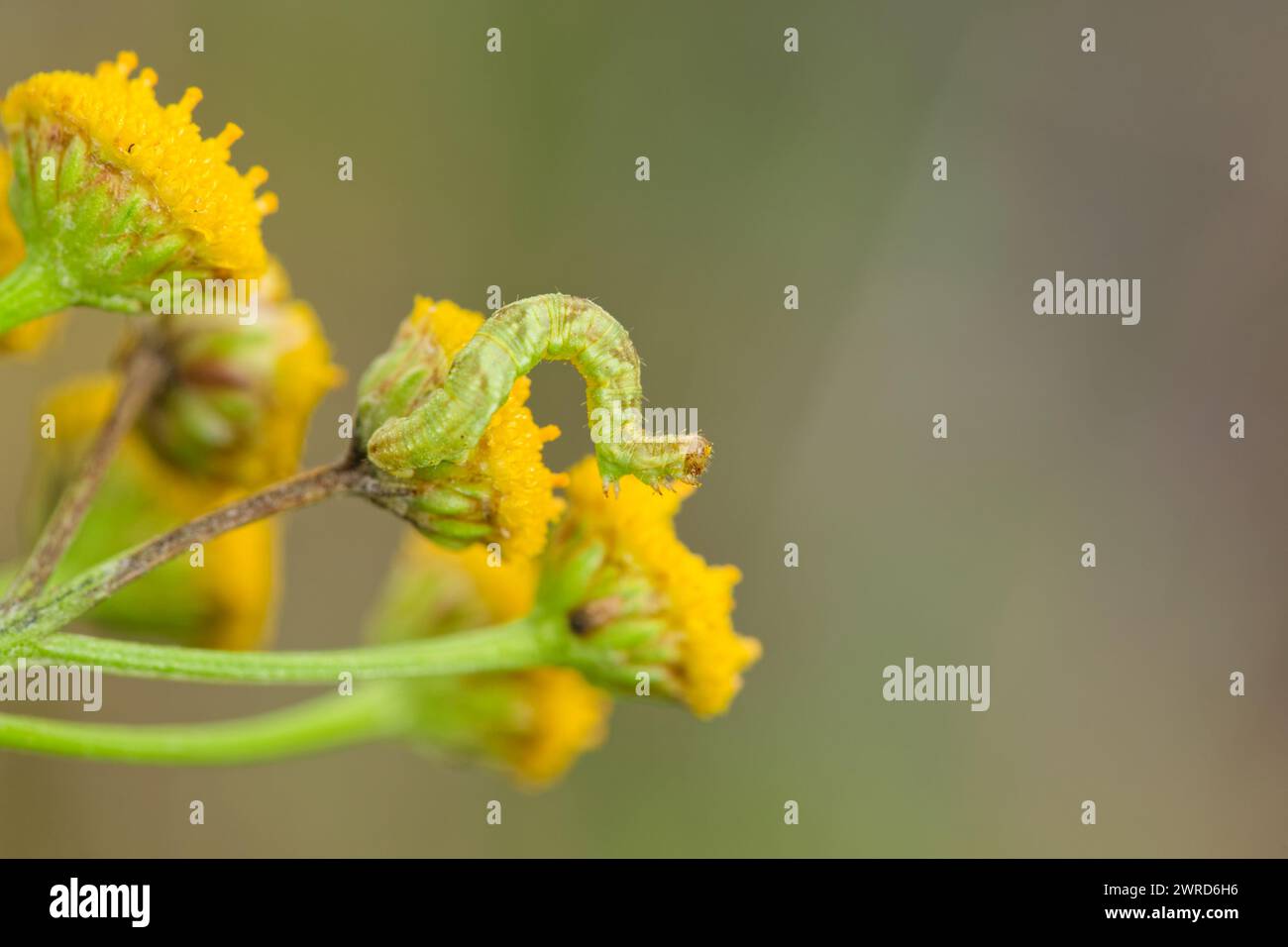 Wormwood pug larva (Eupithecia absinthiata Stock Photo - Alamy