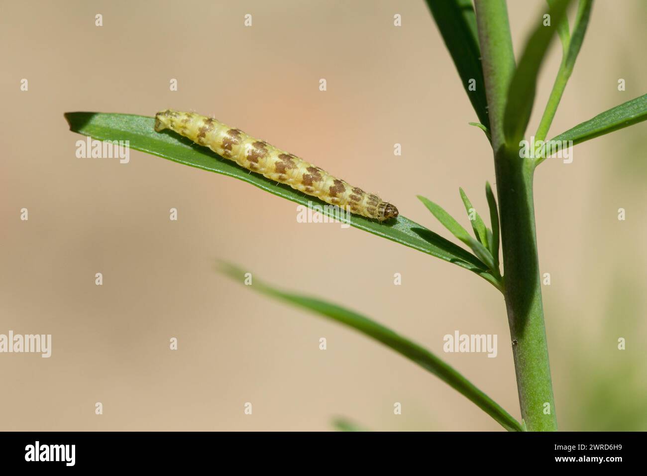 Toadflax pug moth larva (Eupithecia linariata Stock Photo - Alamy