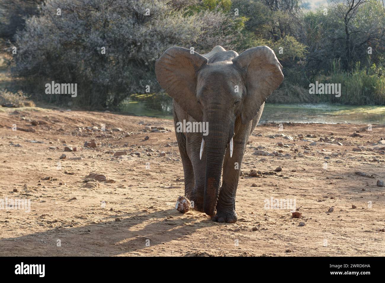 An elephant at play - walking towards the viewer Stock Photo - Alamy