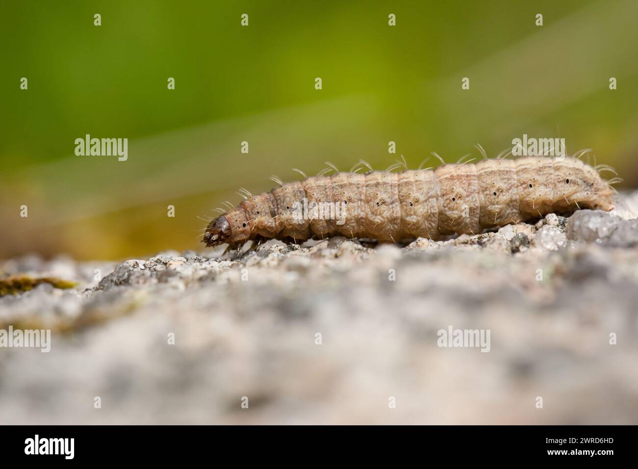 Uncertain moth larva (Hoplodrina octogenaria Stock Photo - Alamy