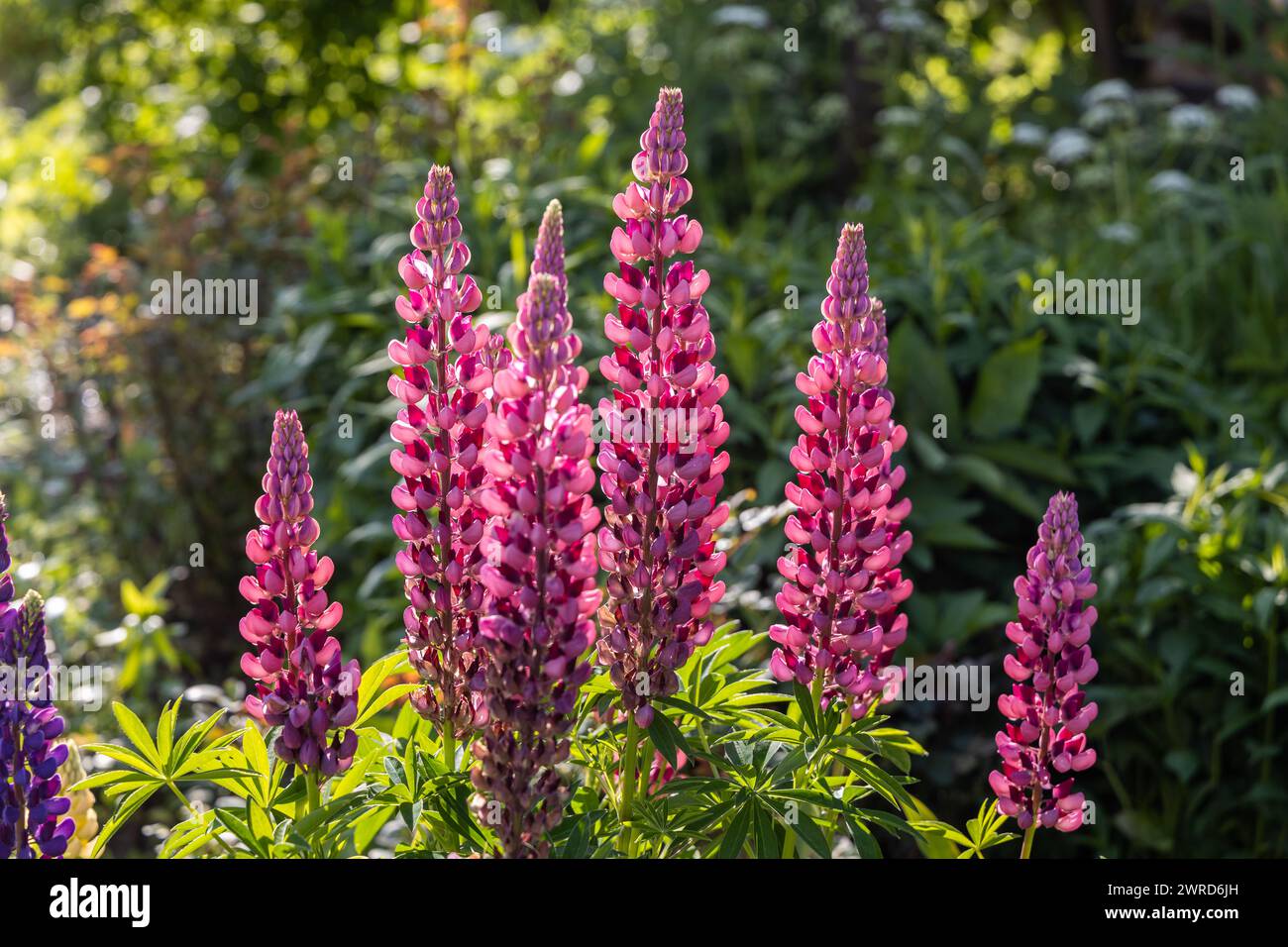 Lupine botany hi-res stock photography and images - Alamy