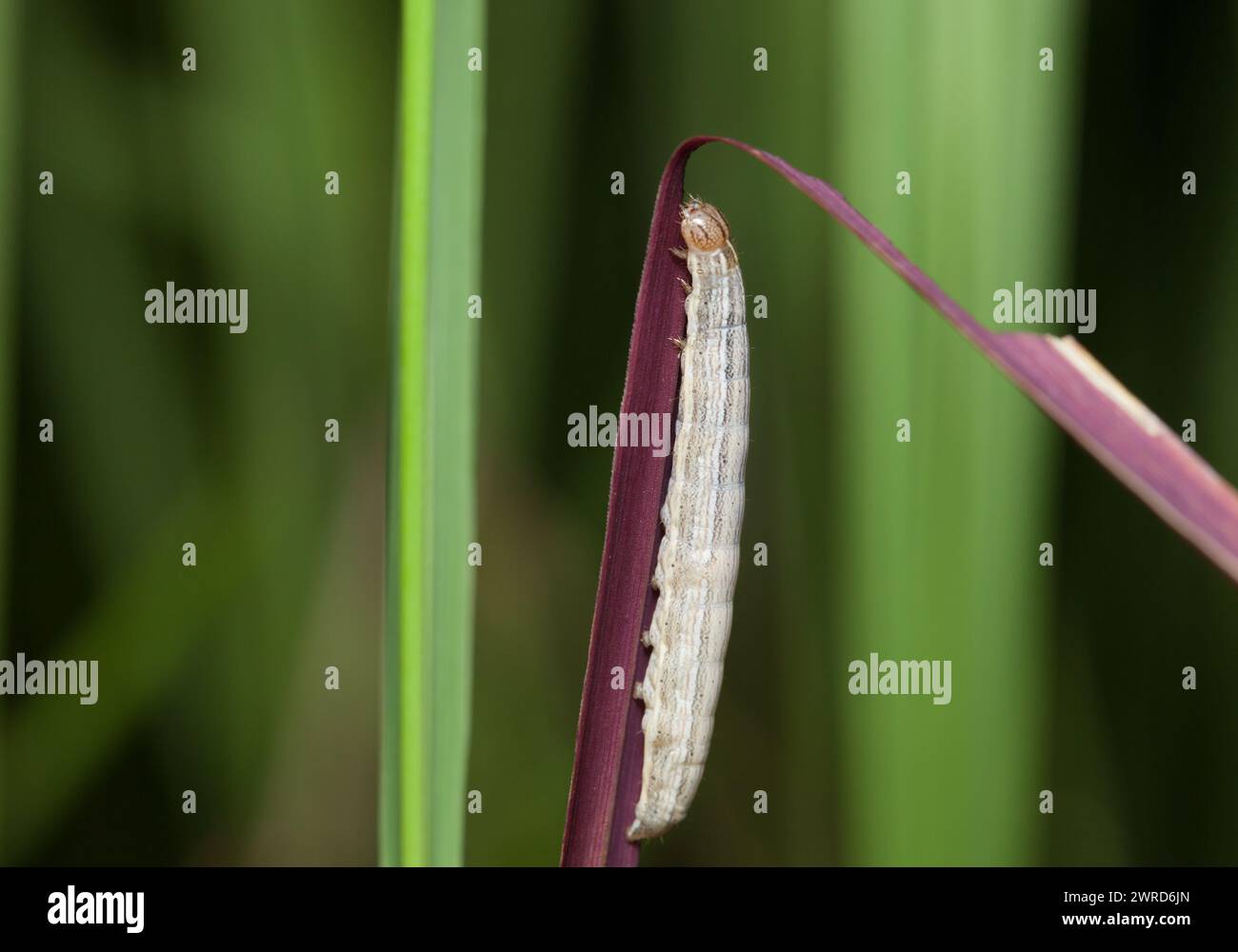 Armyworm moth larva (Mythimna Stock Photo - Alamy