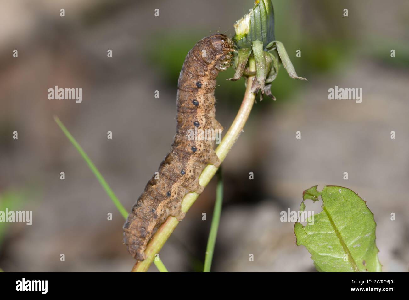 Broad-bordered yellow underwing moth larvae (Noctua fimbriata Stock ...