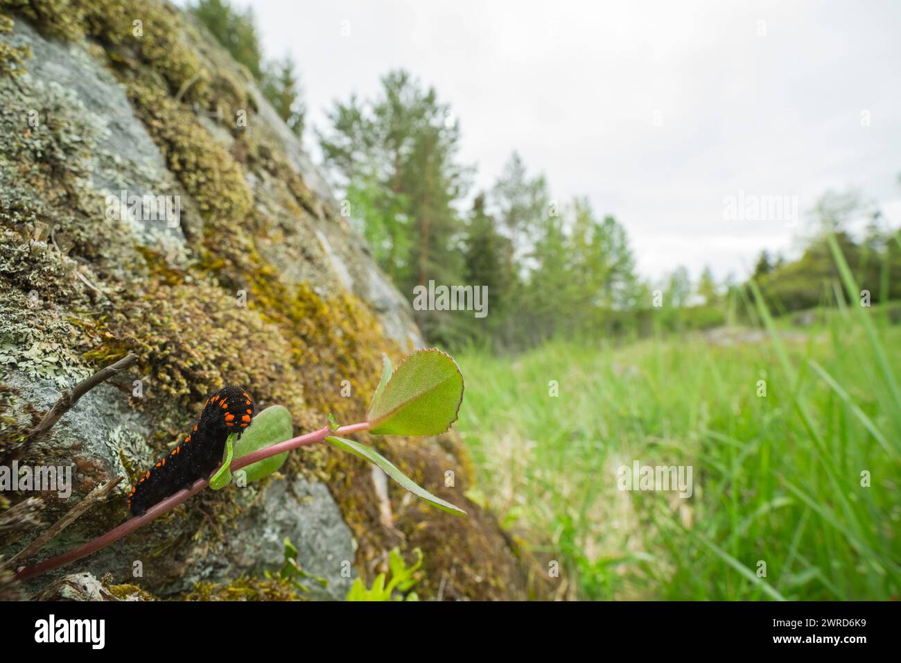Mountain apollo larva (Parnassius apollo Stock Photo - Alamy