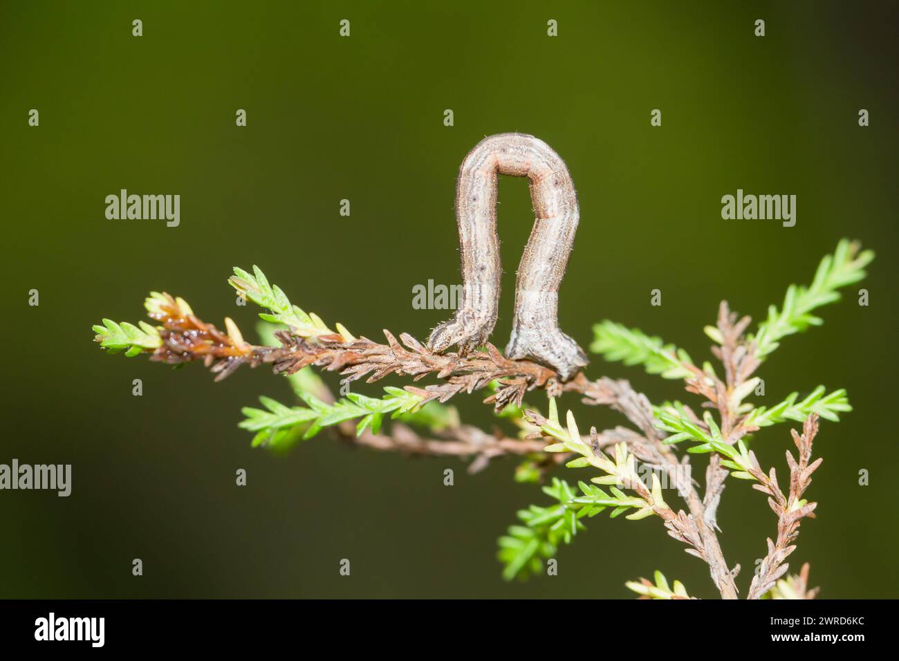 Grass wave moth larva (Perconia strigillaria Stock Photo - Alamy