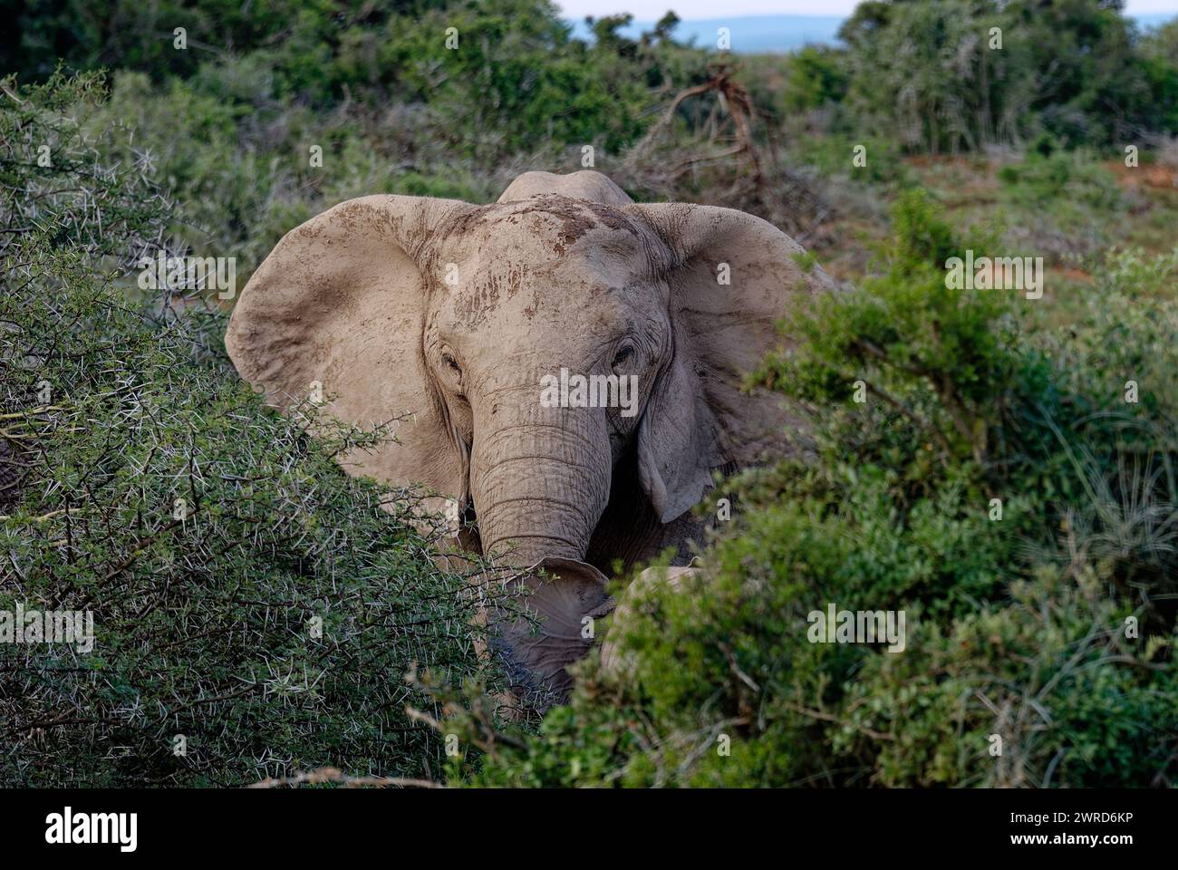 An elephant looking at the viewer close up through a frame of green ...