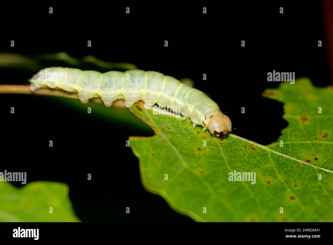 Poplar lutestring larva (Tethea or Stock Photo - Alamy