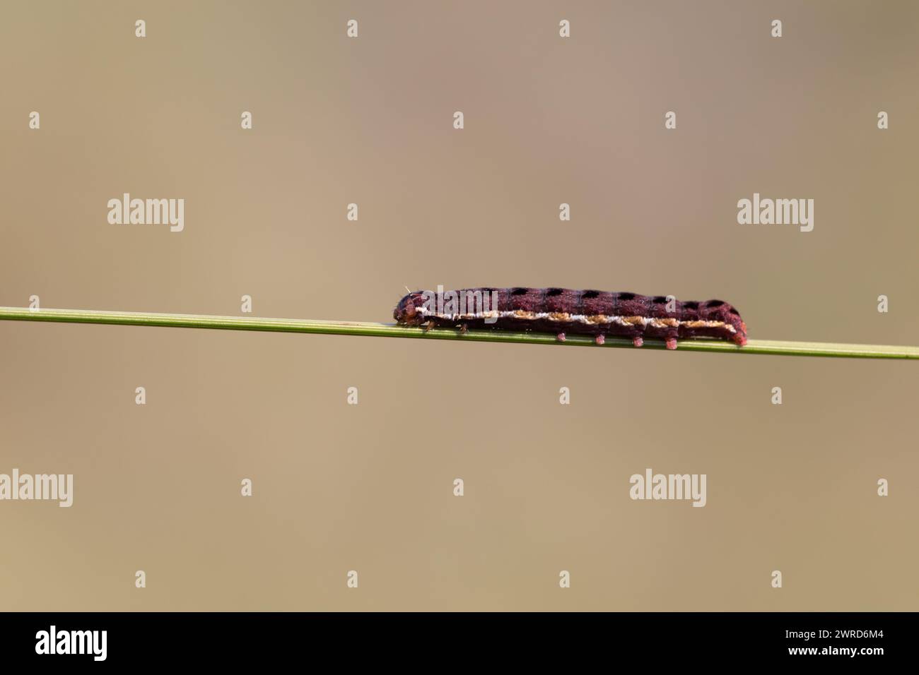 Golden rod grass moth larva (Xylena solidaginis Stock Photo - Alamy