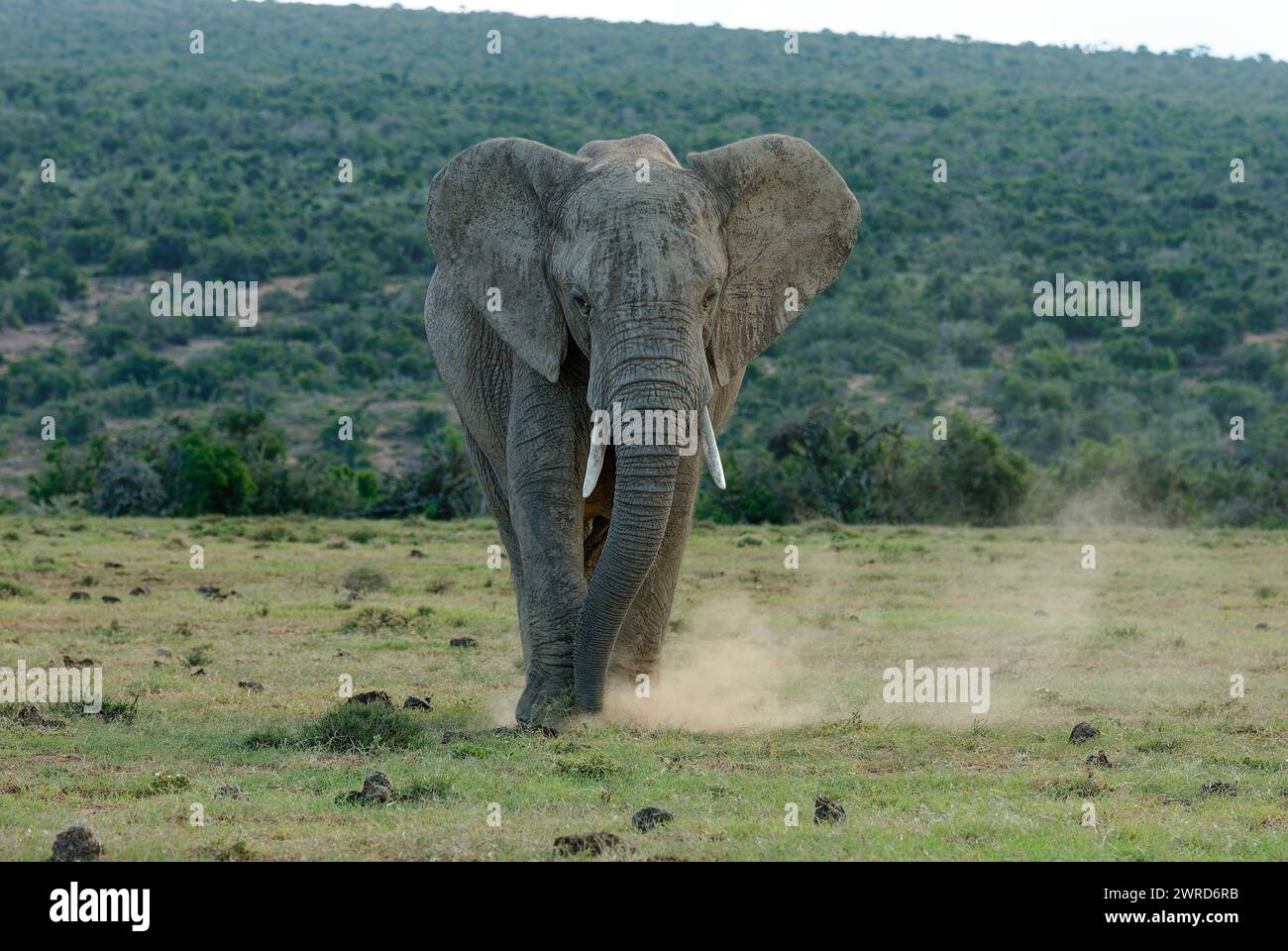 Angry bull elephant hi-res stock photography and images - Alamy