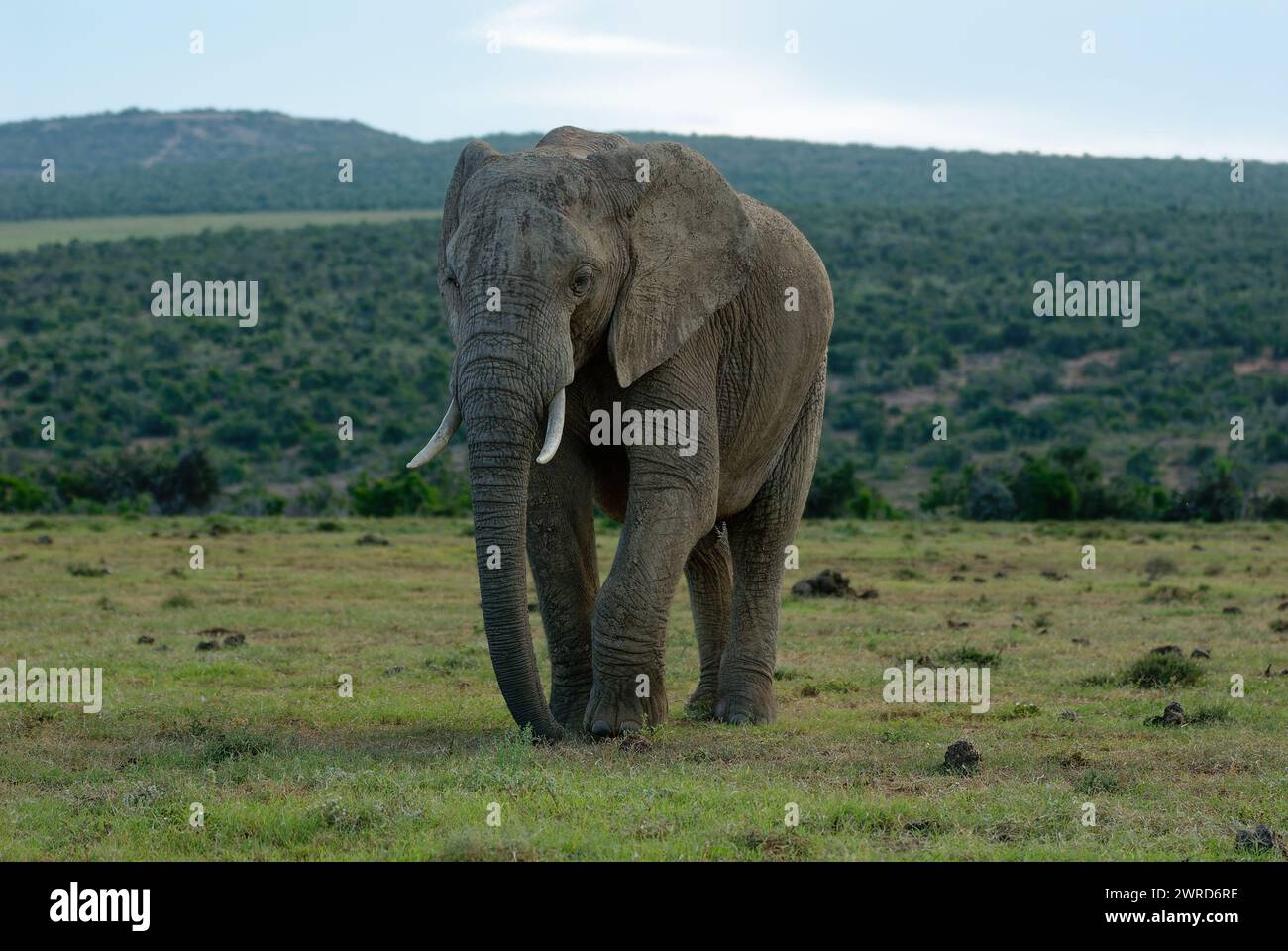 Raised keystone hi-res stock photography and images - Alamy