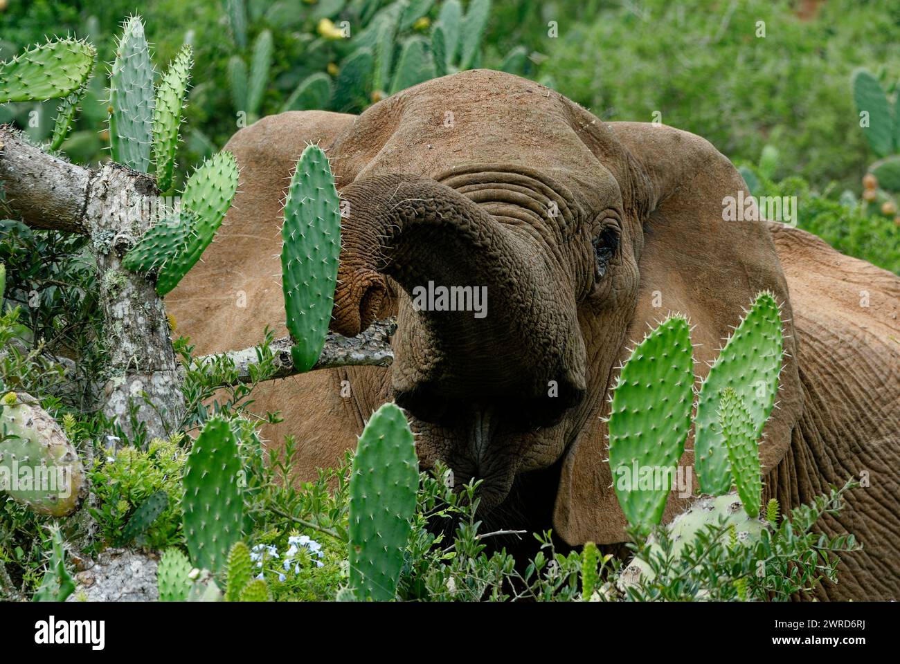 An elephant reaching out with it's trunk to pick a spikey, green cactus ...